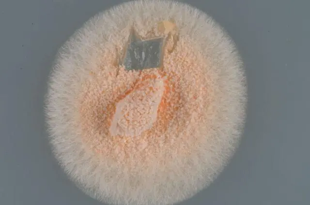 Myrothecium roridum Tode | Record | DigitalNZ