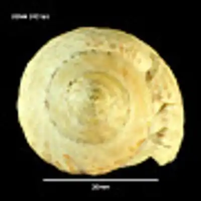 Cominella adspersa | Record | DigitalNZ