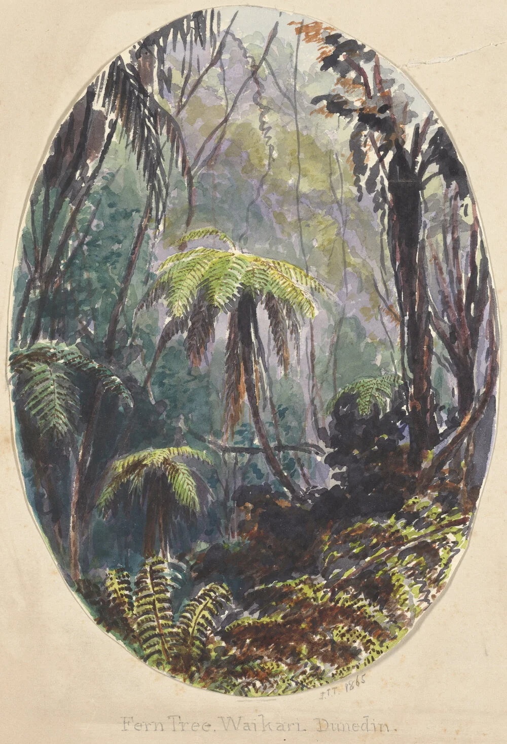 Fern tree, Wakari, Dunedin | Record | DigitalNZ