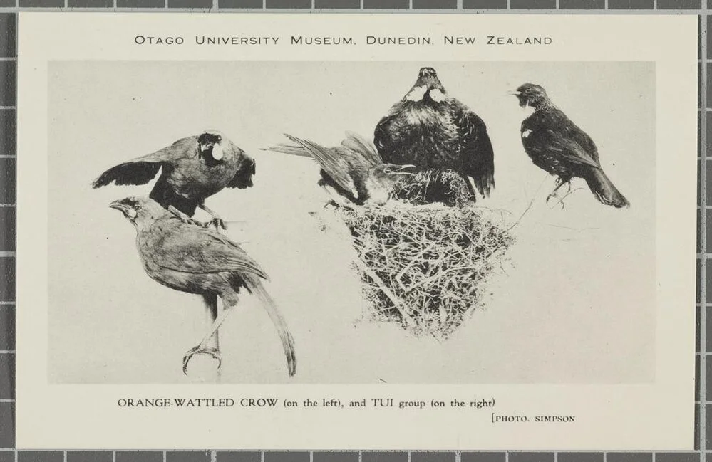 Orange Wattled Crow and Tui, Otago University Museum, Dunedin, New ...