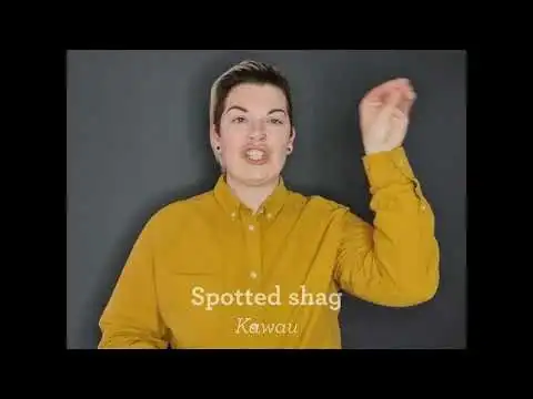 NZSL - spotted shag | Record | DigitalNZ