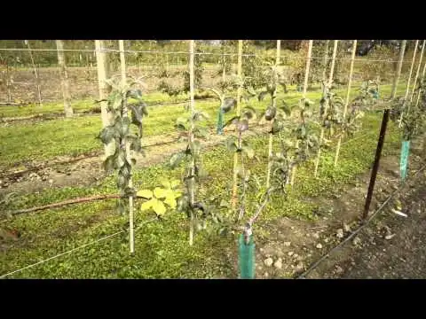 Is this the Future of Apple Growing? | Record | DigitalNZ