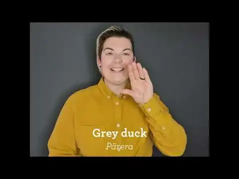 New Zealand sign language - grey duck | Record | DigitalNZ