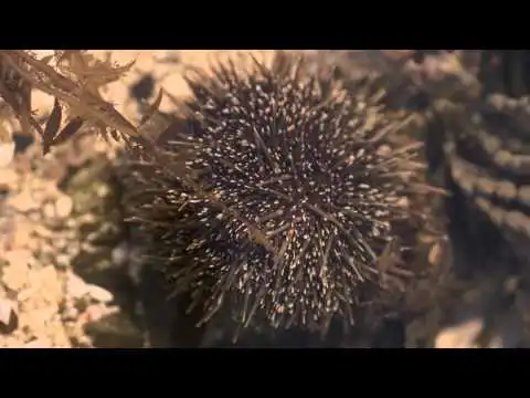 Ocean Acidification - What does it mean for Shellfish? | Record | DigitalNZ