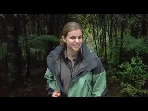 Meet the Locals: Kauri snail/pupurangi | Record | DigitalNZ