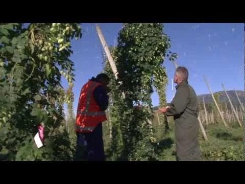 Hop Breeding | Record | DigitalNZ