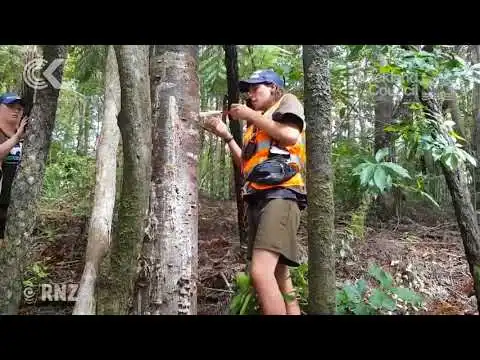 Kauri dieback measure criticised as 'fiddling around the edges' | Record | DigitalNZ