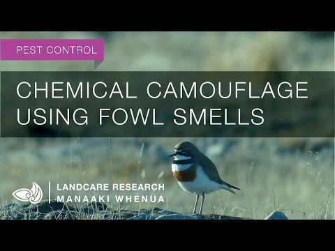Chemical camouflage using fowl smells | Record | DigitalNZ