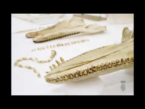 Fun with dolphin teeth timelapse | Record | DigitalNZ