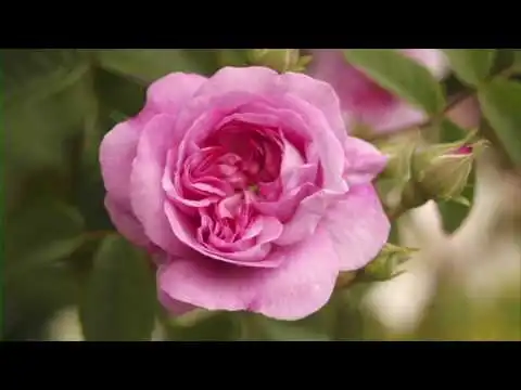 Nancy Steen - The Magic of the Rose, Auckland Museum | Record | DigitalNZ