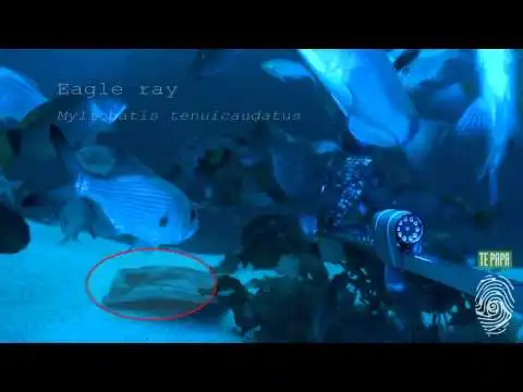 Deep-sea fishes of the Three Kings Islands (New Zealand) | Record ...