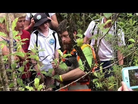 Rowi kiwi release near Fox Glacier | Record | DigitalNZ