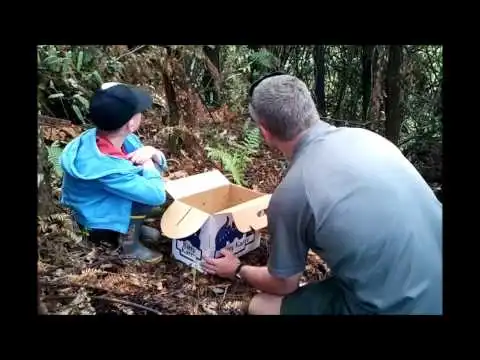 Stewart Island robin release | Record | DigitalNZ