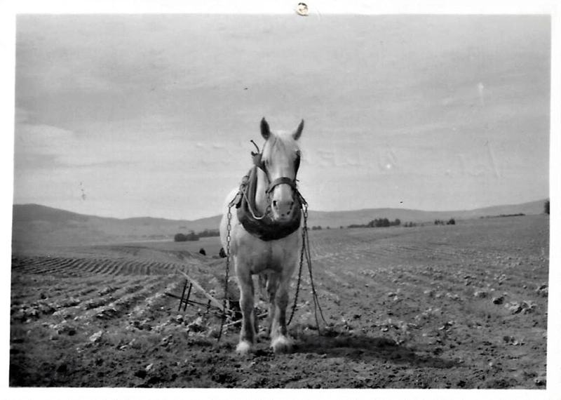 Eastern Bush, Ōrawia & Ōtautau District's - Moffat Farming History ...