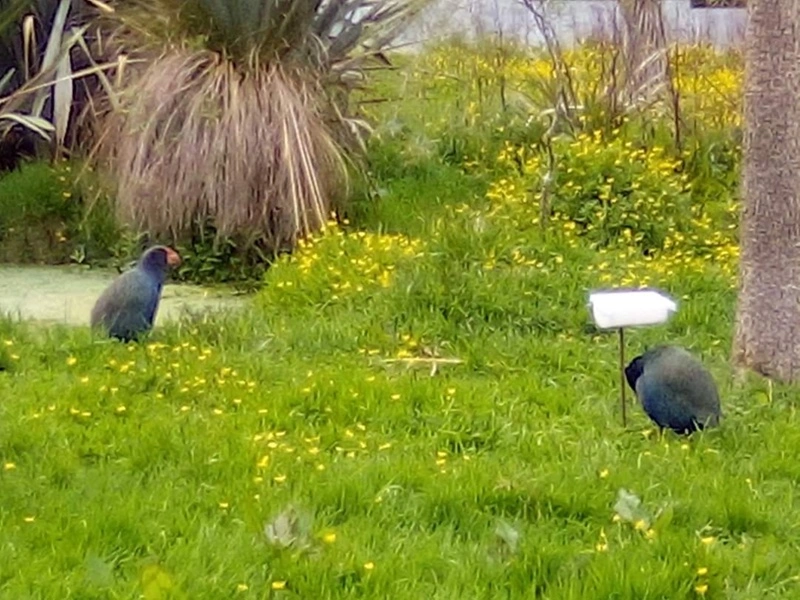 Fiordland or Te Rua-o-Te-Moko - Te Anau Bird Sanctuary Visit & Guided ...