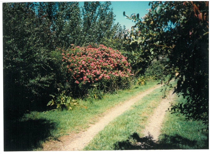 Hawthorndene Driveway | Record | DigitalNZ