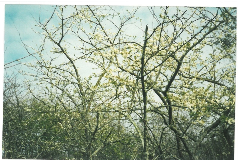 Hawthorndene, 1990 | Record | DigitalNZ