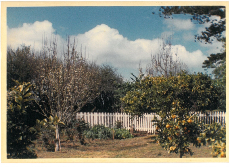 Orchard, Hawthorn Farm, 1982 | Record | DigitalNZ