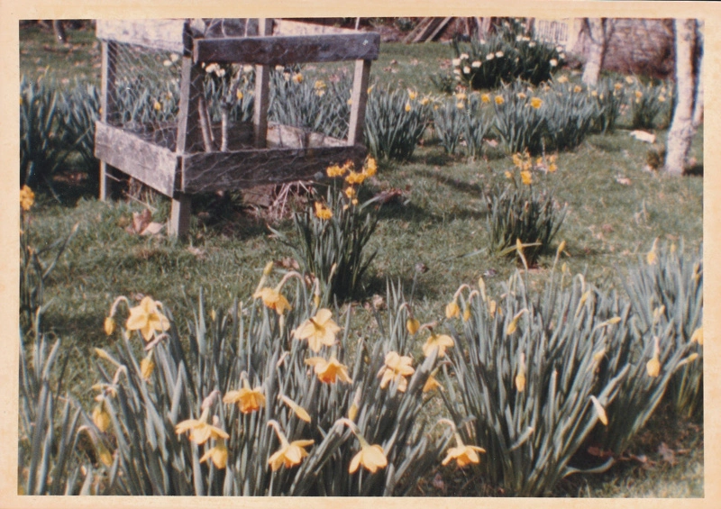 Daffodils at Hawthorndene, 1982 | Record | DigitalNZ