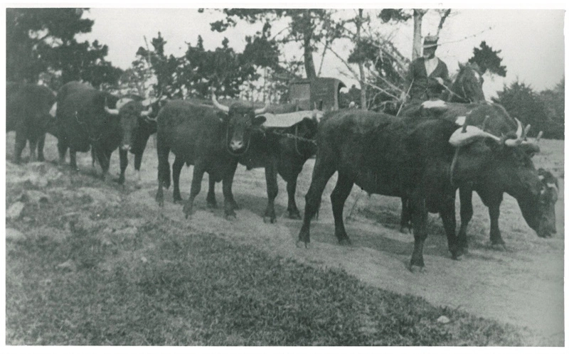 Martin Kelly on his horse with his bullock team | Record | DigitalNZ