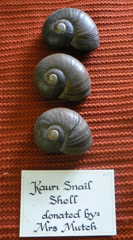 Kauri Snail Shells | Record | DigitalNZ