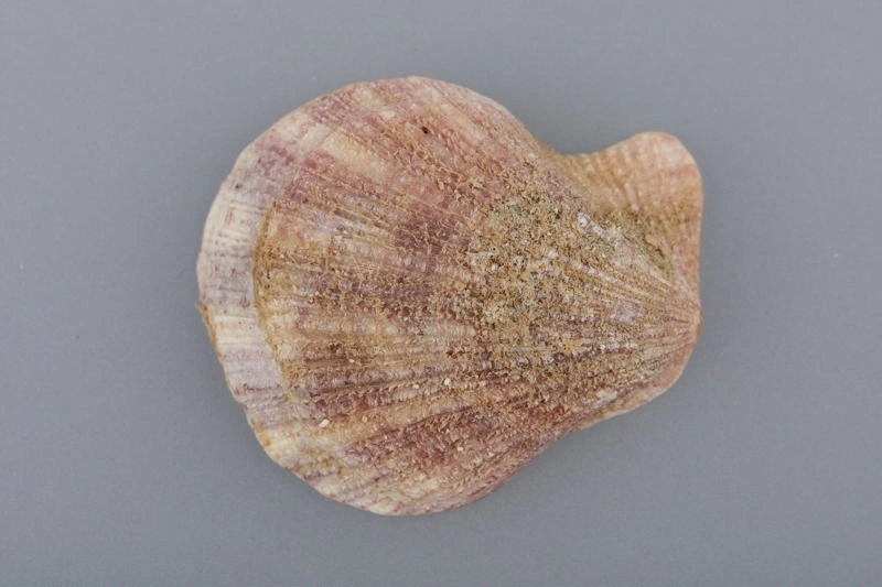 Shell, Fan shell | Record | DigitalNZ