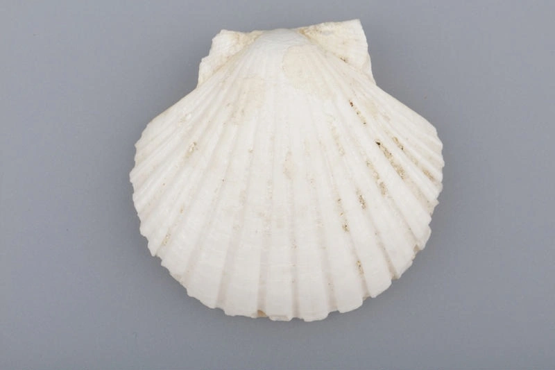 Shell, Fan shell | Record | DigitalNZ