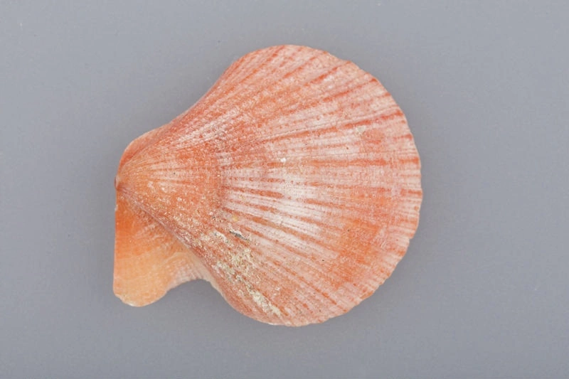 Shell, Fan shell | Record | DigitalNZ