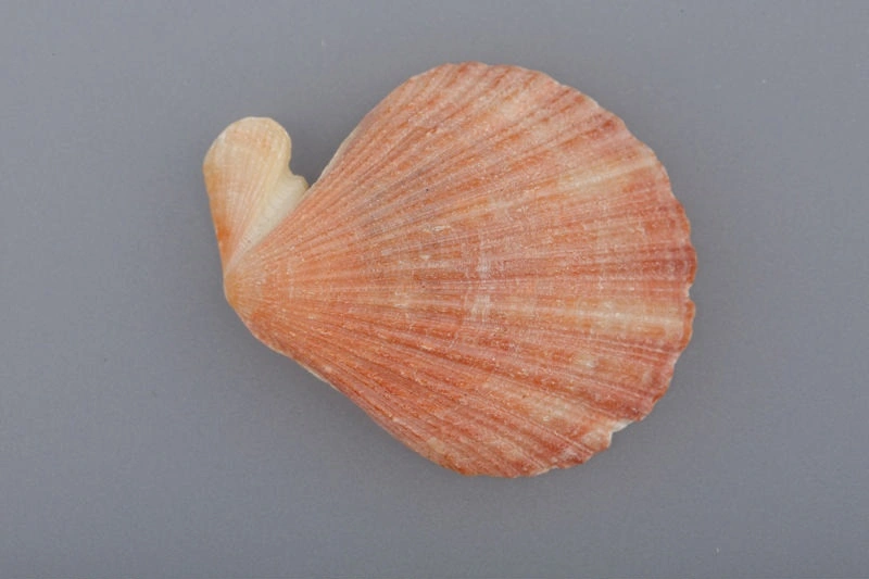 Shell, Fan shell | Record | DigitalNZ