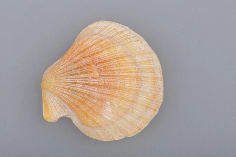 Shell, Fan shell | Record | DigitalNZ