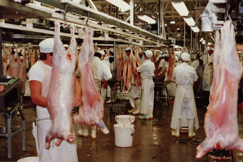 Photograph [Lamb Slaughterboard, Mataura Freezing Works] | Record | DigitalNZ