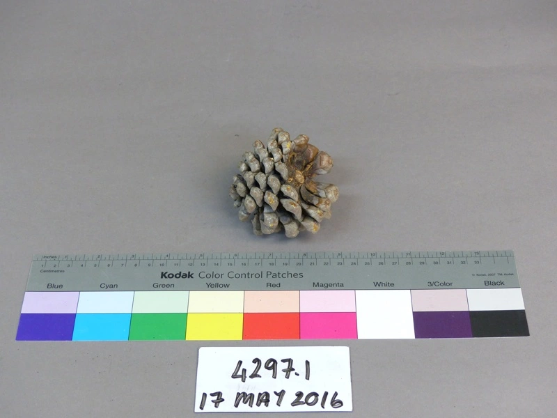 Pine cone | Record | DigitalNZ
