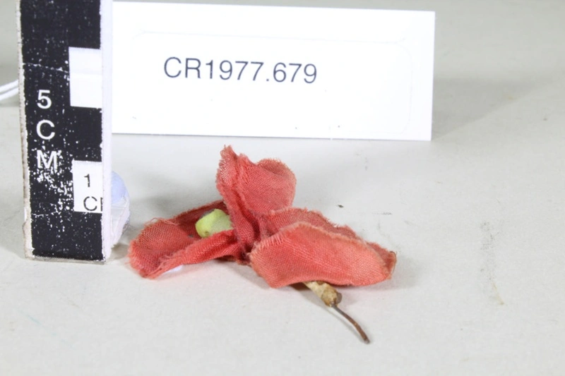 Poppy | Record | DigitalNZ