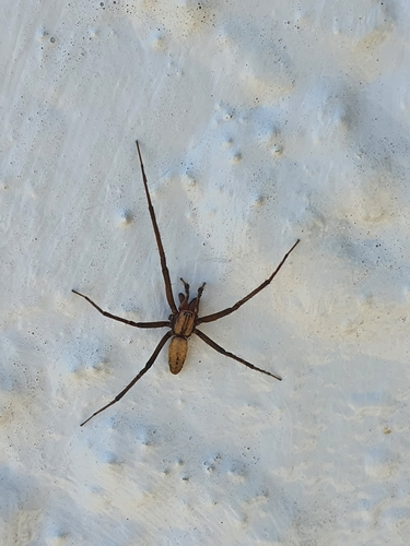 Sheetweb Spiders | Record | DigitalNZ