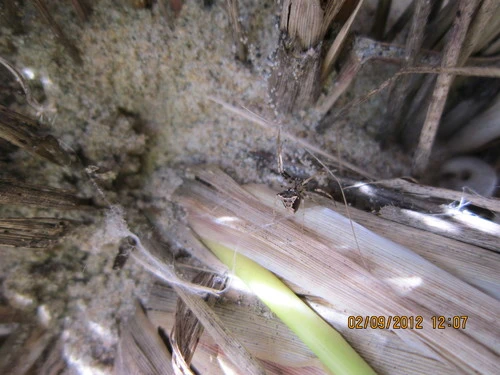 Australomimetus hartleyensis | Record | DigitalNZ