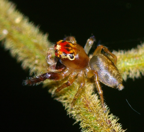 Trite mustilina | Record | DigitalNZ