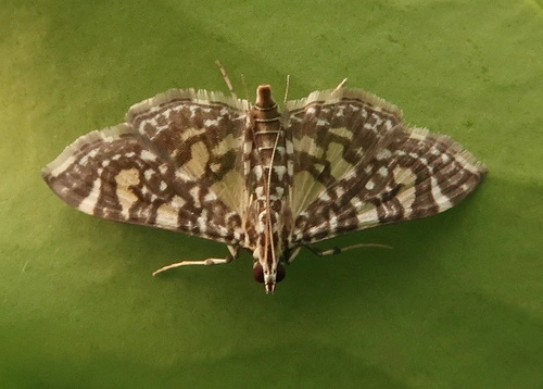 Swan plant flower moth | Record | DigitalNZ