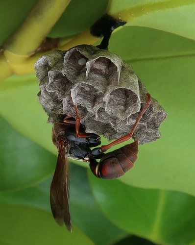 Southern Australian Paper Wasp | Record | DigitalNZ