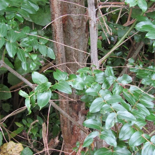 Tree Tutu | Record | DigitalNZ