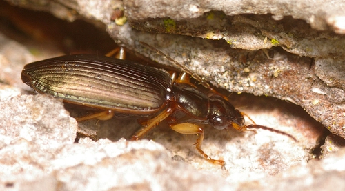 Submetallic Ground Beetle | Record | DigitalNZ