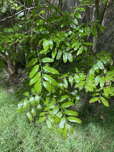 Titoki | Record | DigitalNZ