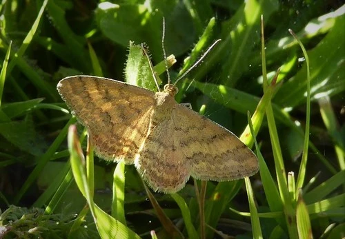 Plantain moth | Record | DigitalNZ