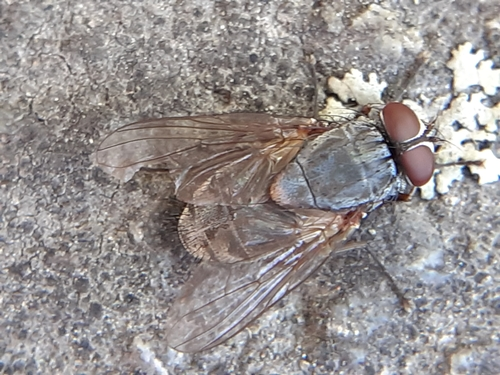 False Stable Fly | Record | DigitalNZ