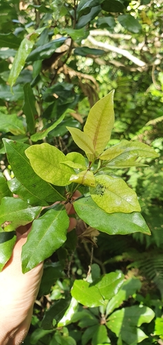 Swamp maire | Record | DigitalNZ