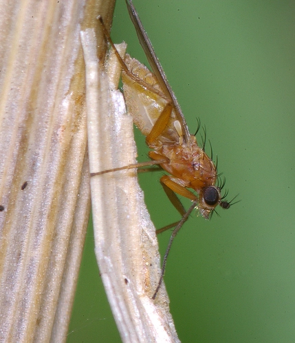 Small Grass Fly | Record | DigitalNZ