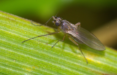 Small Grass Fly | Record | DigitalNZ