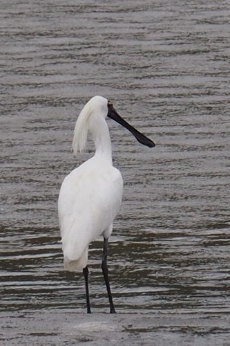 Royal Spoonbill | Record | DigitalNZ