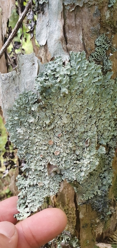 Common Lichens | Record | DigitalNZ