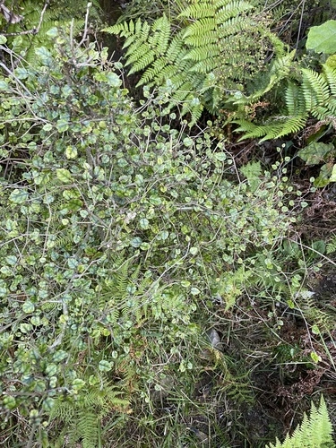 Marble leaf | Record | DigitalNZ