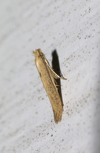 Morning-glory Leafminer Moth | Record | DigitalNZ